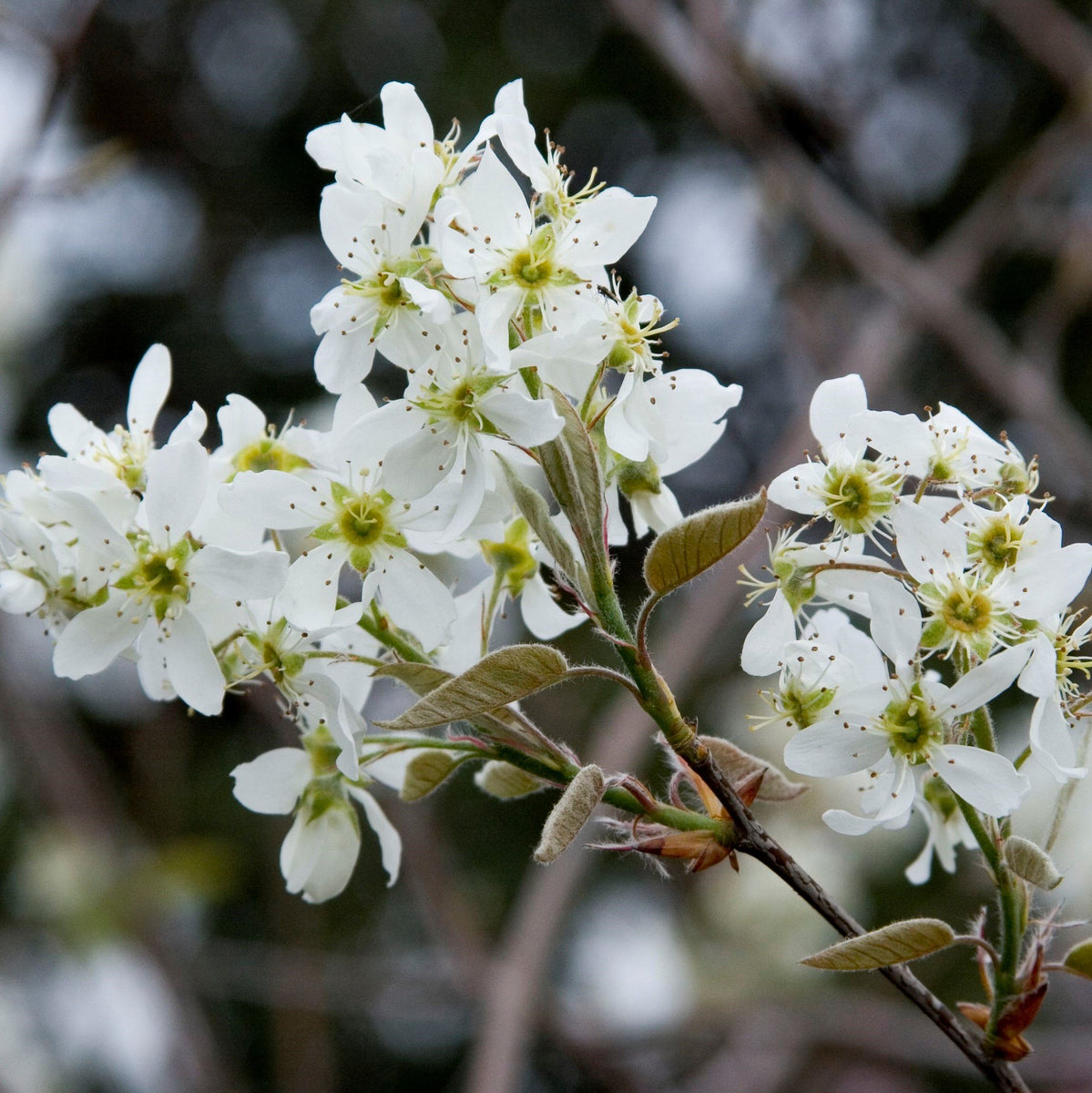 Autumn Brilliance Multi-Stem Serviceberry – Southern Idaho Landscape Center