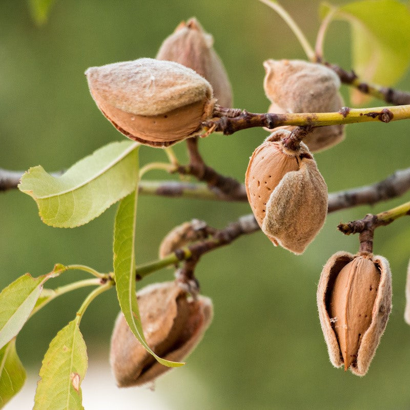All-in-One Almond Tree – Southern Idaho Landscape Center
