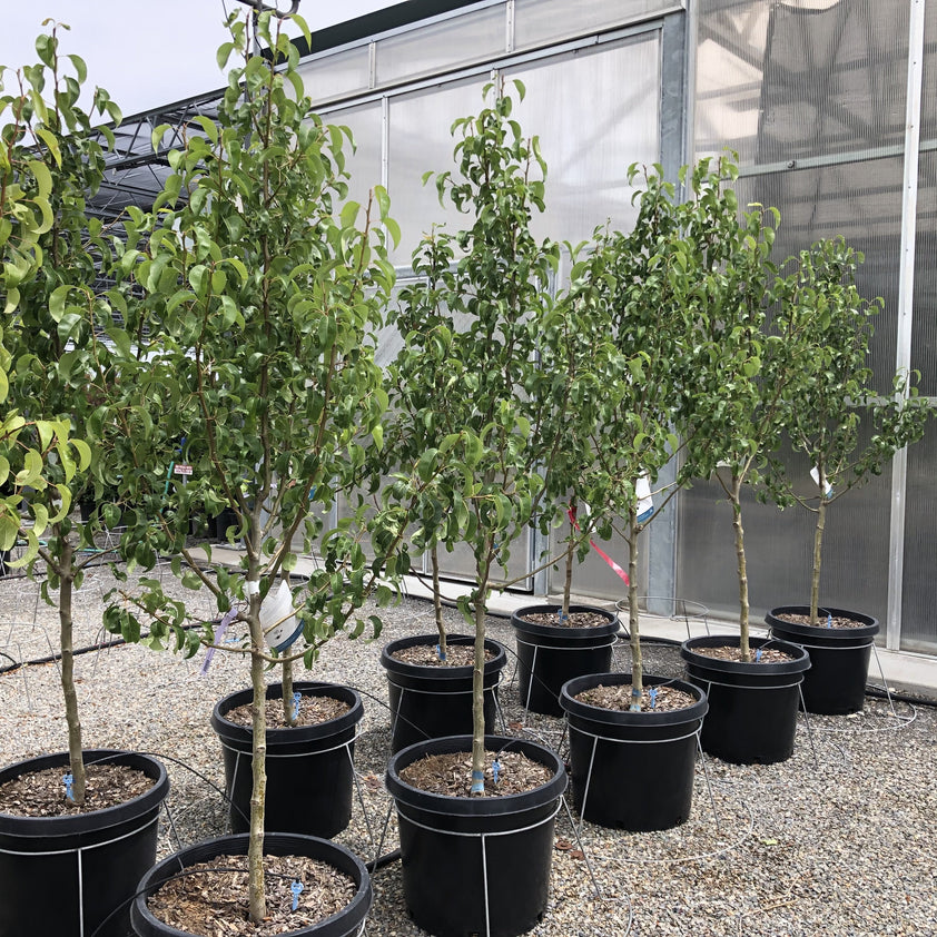 D'Anjou Pear Tree – Southern Idaho Landscape Center