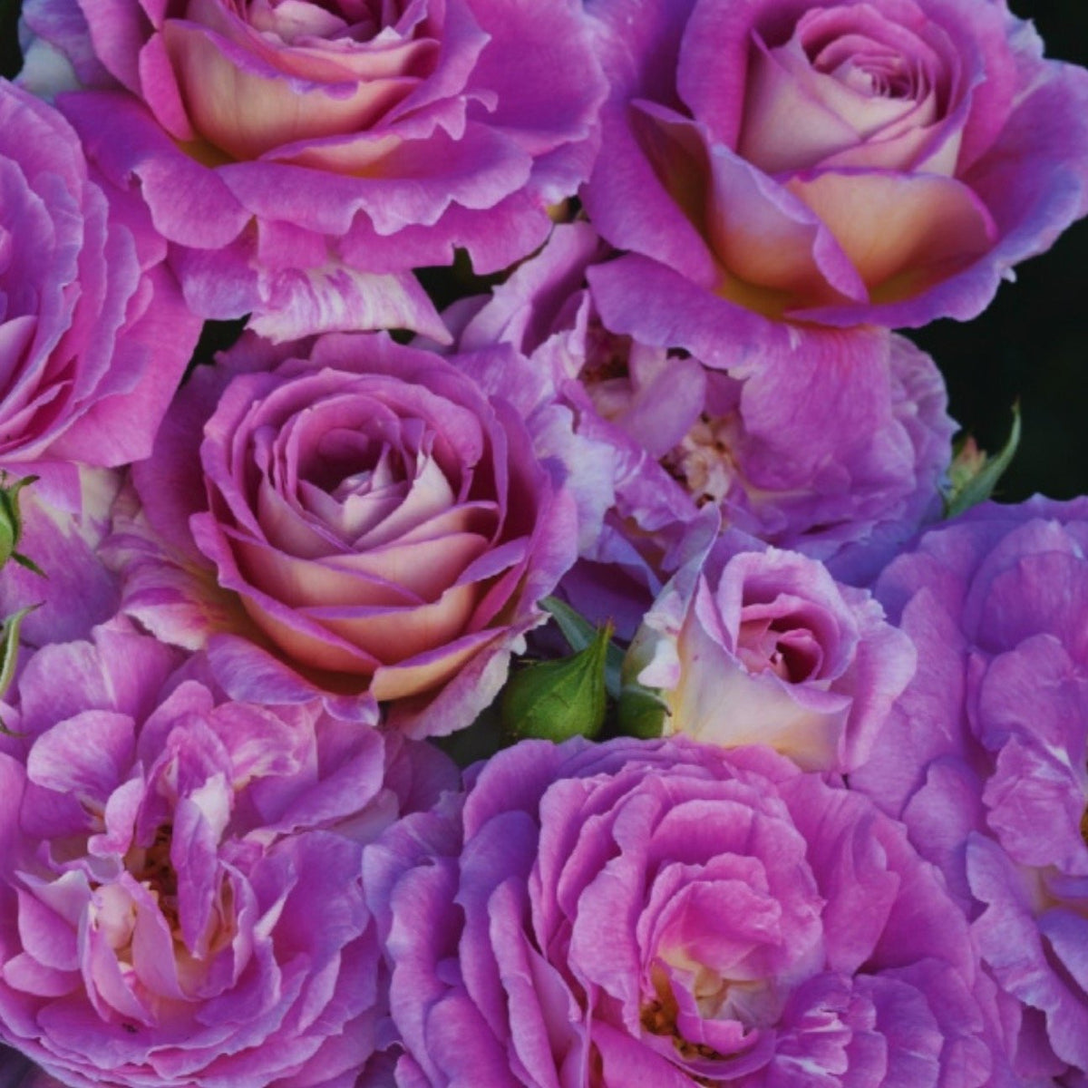 Arctic Blue Floribunda Rose - 3 Gallon Growers Pot – Southern Idaho ...