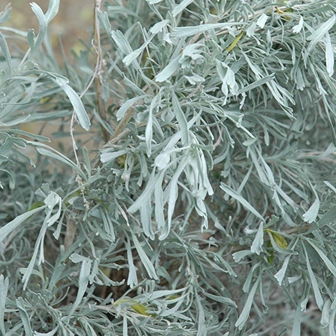 Mountain Sagebrush – Southern Idaho Landscape Center