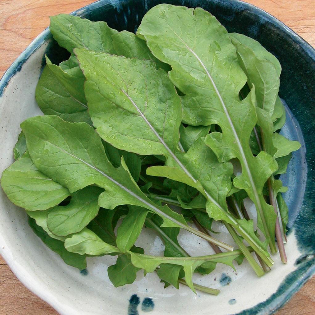 Arugula (Garden Starter Plant) – Southern Idaho Landscape Center