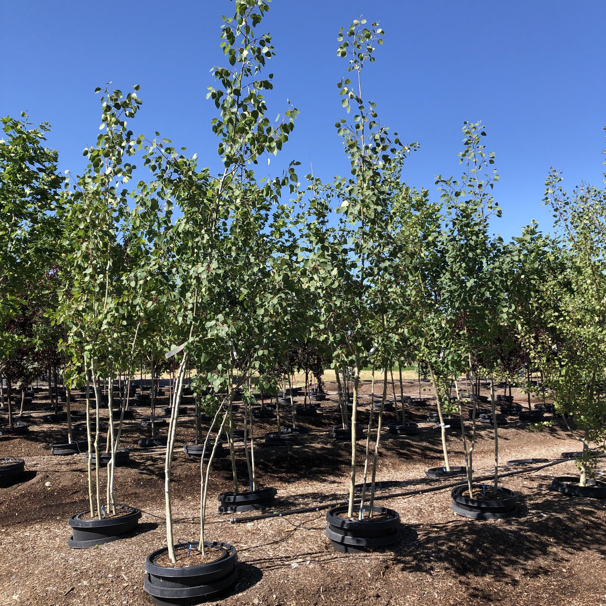 Quaking Aspen Clump Tree – Southern Idaho Landscape Center