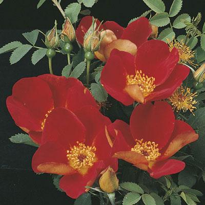 Austrian Copper Foetida Rose - 3 Gallon Growers Pot – Southern Idaho ...