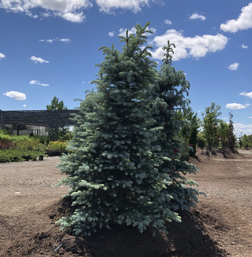 Blue Diamond Colorado Spruce Tree – Southern Idaho Landscape Center
