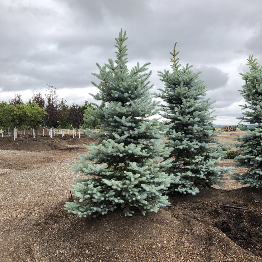 Blue Diamond Colorado Spruce Tree – Southern Idaho Landscape Center