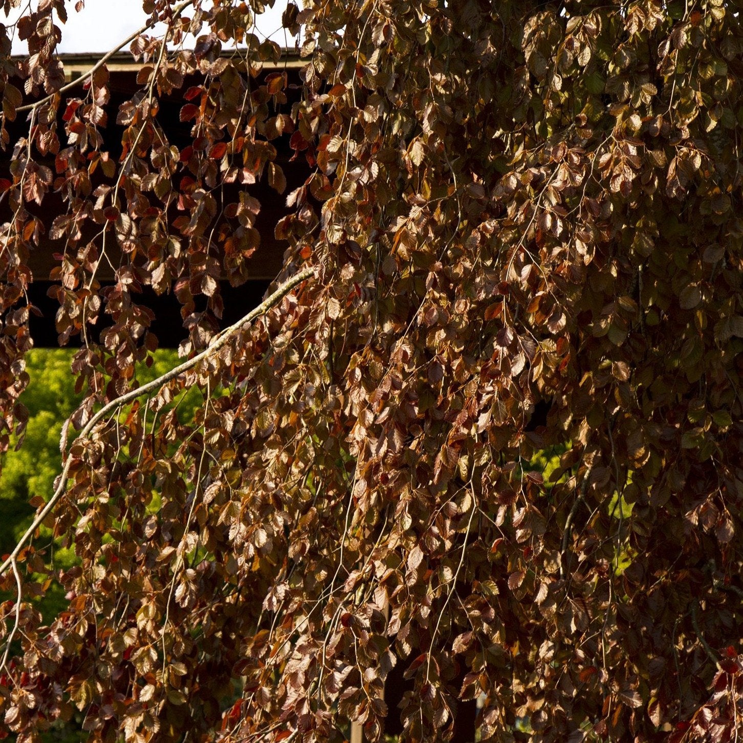 Purple Fountain Beech Tree – Southern Idaho Landscape Center