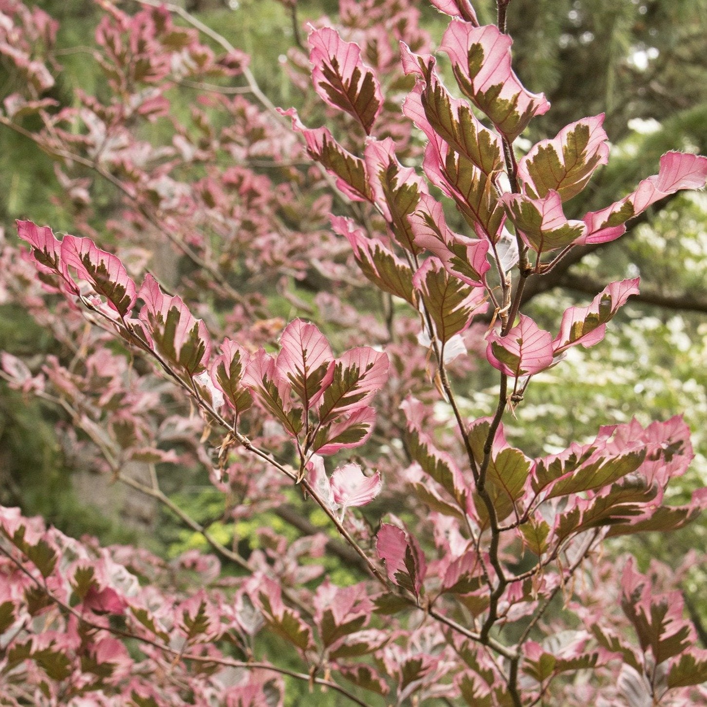 Tricolor Beech Tree – Southern Idaho Landscape Center
