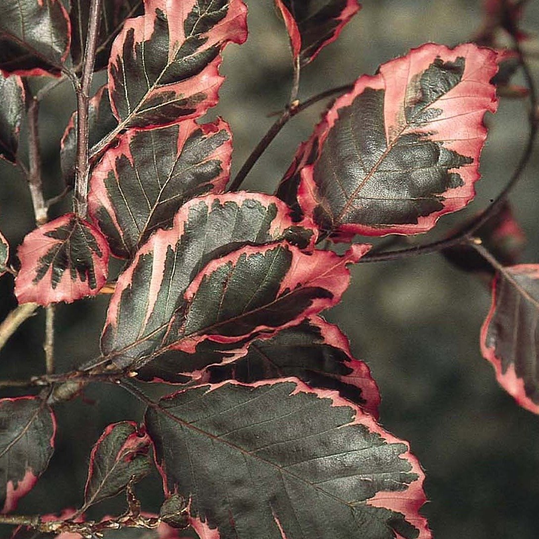 Tricolor Beech Tree – Southern Idaho Landscape Center