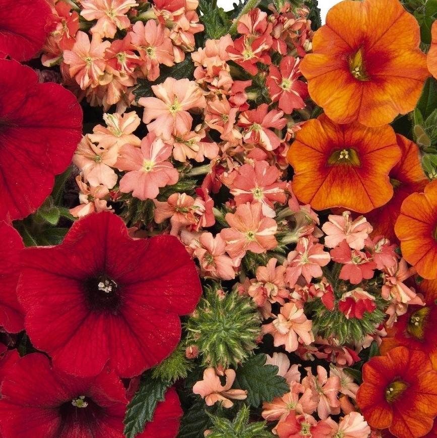 10" Confetti Bel Air Red Hanging Basket – Southern Idaho Landscape Center
