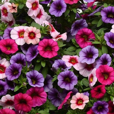 10" Trixi Berry Darling Hanging Basket Plant – Southern Idaho Landscape ...