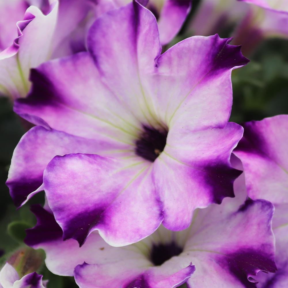 Crazytunia Berry Frappe Petunia – Southern Idaho Landscape Center