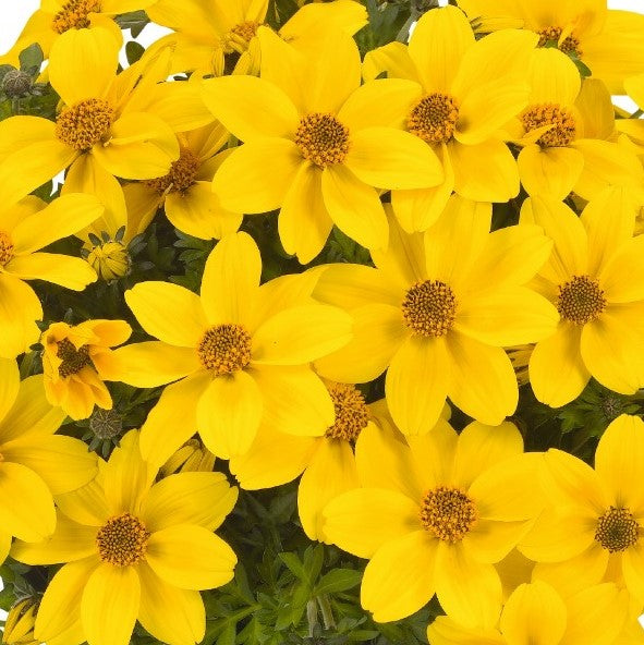 Bidy Gonzales Bidens – Southern Idaho Landscape Center