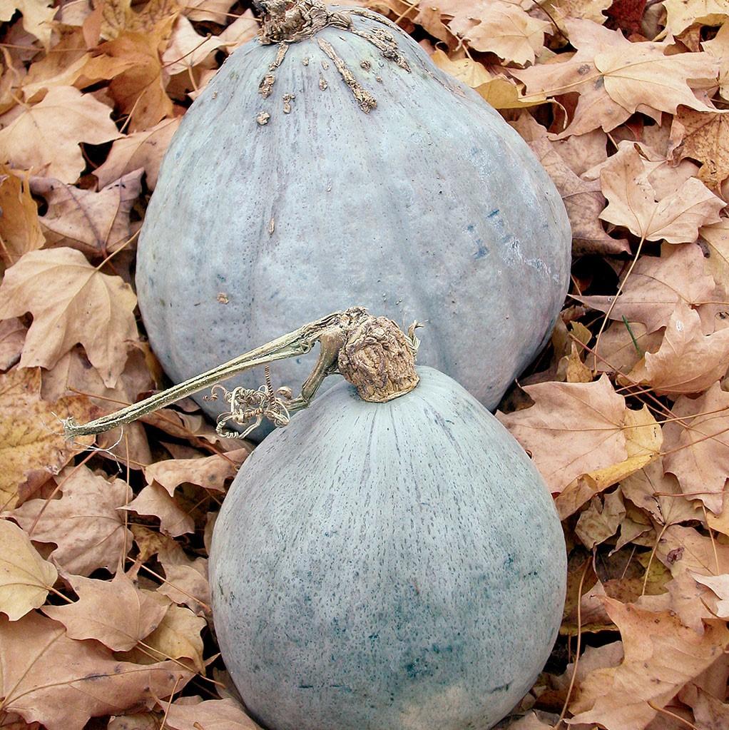 Blue Hubbard Squash (Garden Starter Plant) – Southern Idaho Landscape ...