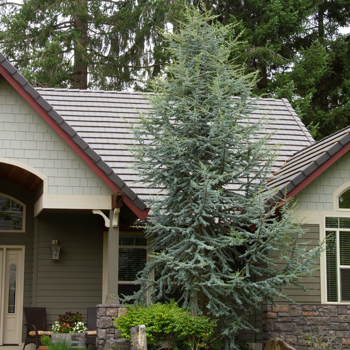Blue Atlas Cedar Tree – Southern Idaho Landscape Center