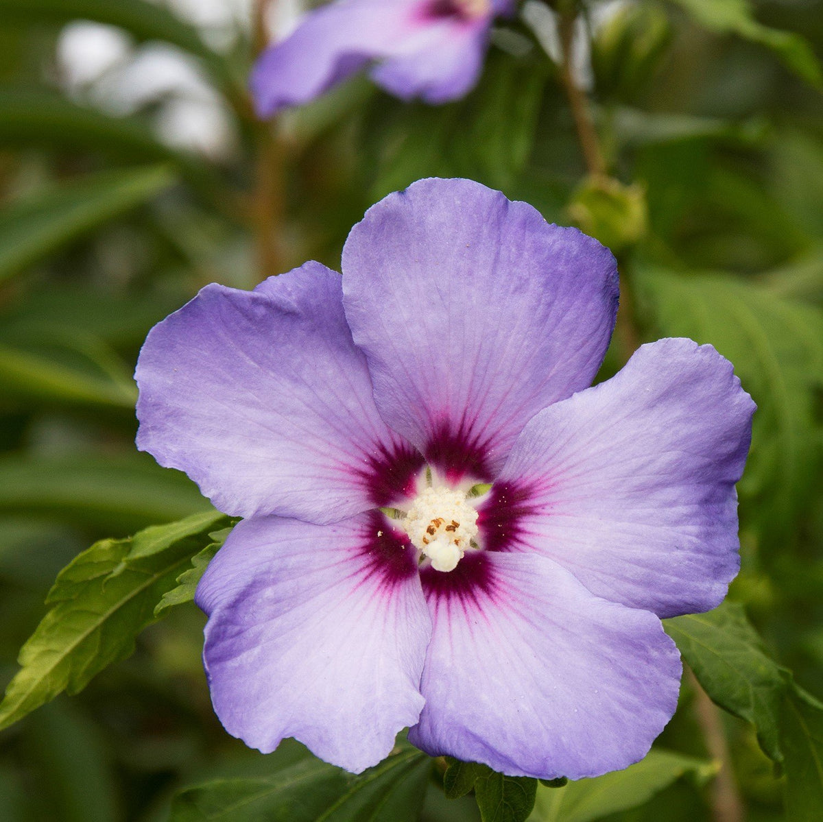 Blue Bird Hibiscus Tree Form (Rose of Sharon) – Southern Idaho ...
