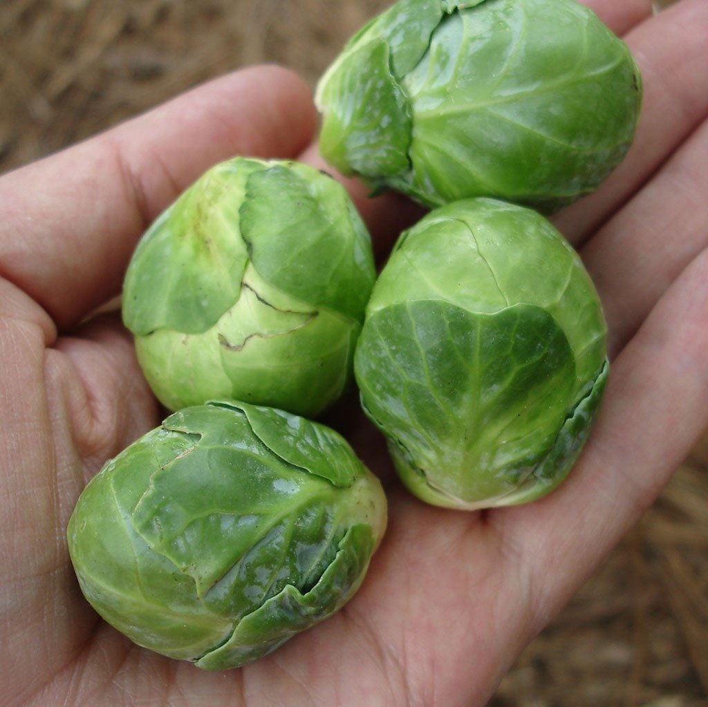 Brussel Sprouts (Garden Starter Plant) – Southern Idaho Landscape Center