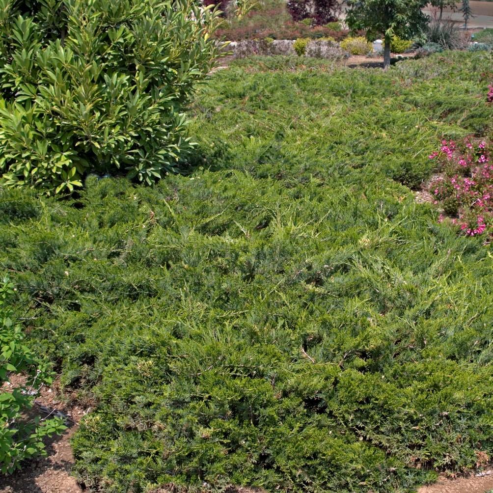 Buffalo Juniper – Southern Idaho Landscape Center