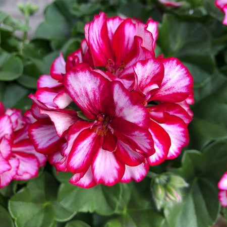Precision Burgundy Ice Ivy Geranium – Southern Idaho Landscape Center