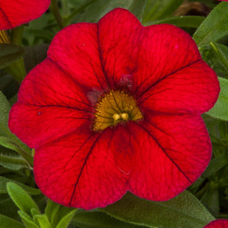 Callie Dark Red Calibrachoa (Million Bells) – Southern Idaho Landscape ...