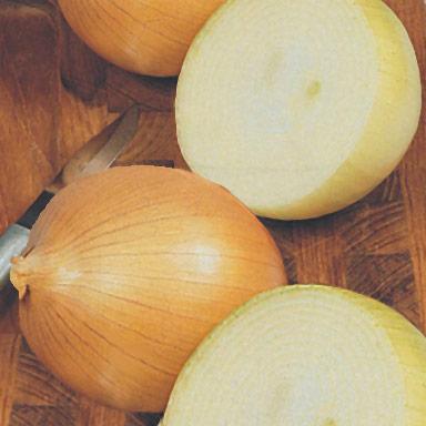 Candy Onion (Garden Starter Plant) – Southern Idaho Landscape Center