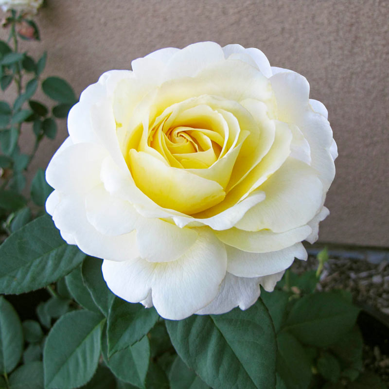 Chantilly Cream Hybrid Tea Rose - 3 Gallon Growers Pot – Southern Idaho ...