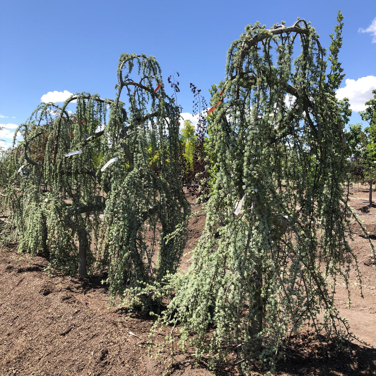 Weeping Blue Atlas Serpentine Cedar Tree – Southern Idaho Landscape Center