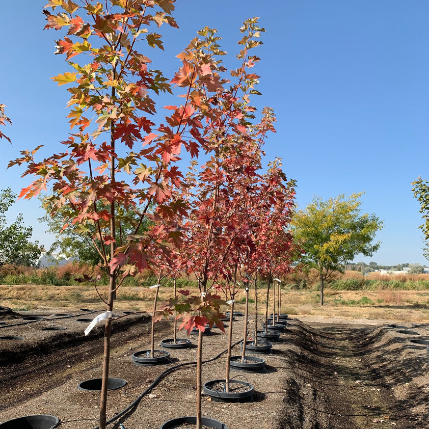 Celebration Maple Tree – Southern Idaho Landscape Center