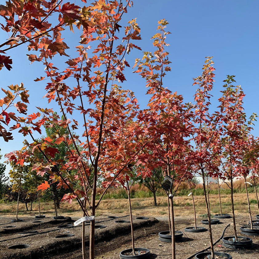 Celebration Maple Tree – Southern Idaho Landscape Center