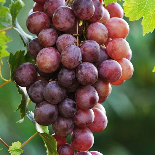 Canadice Red Seedless Grape – Southern Idaho Landscape Center
