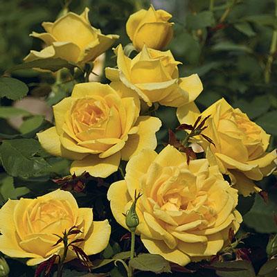 Ch-Ching Grandiflora Rose - 3 Gallon Growers Pot – Southern Idaho ...