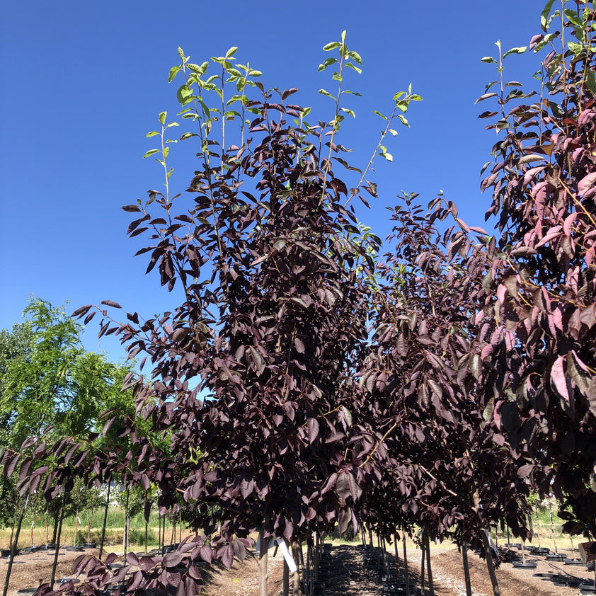Canada Red Select Chokecherry Tree – Southern Idaho Landscape Center