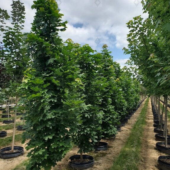 Columnar Norway Maple Tree – Southern Idaho Landscape Center