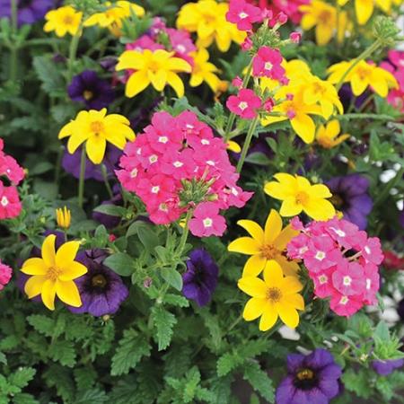 10" Confetti Spring Break Hanging Basket – Southern Idaho Landscape Center