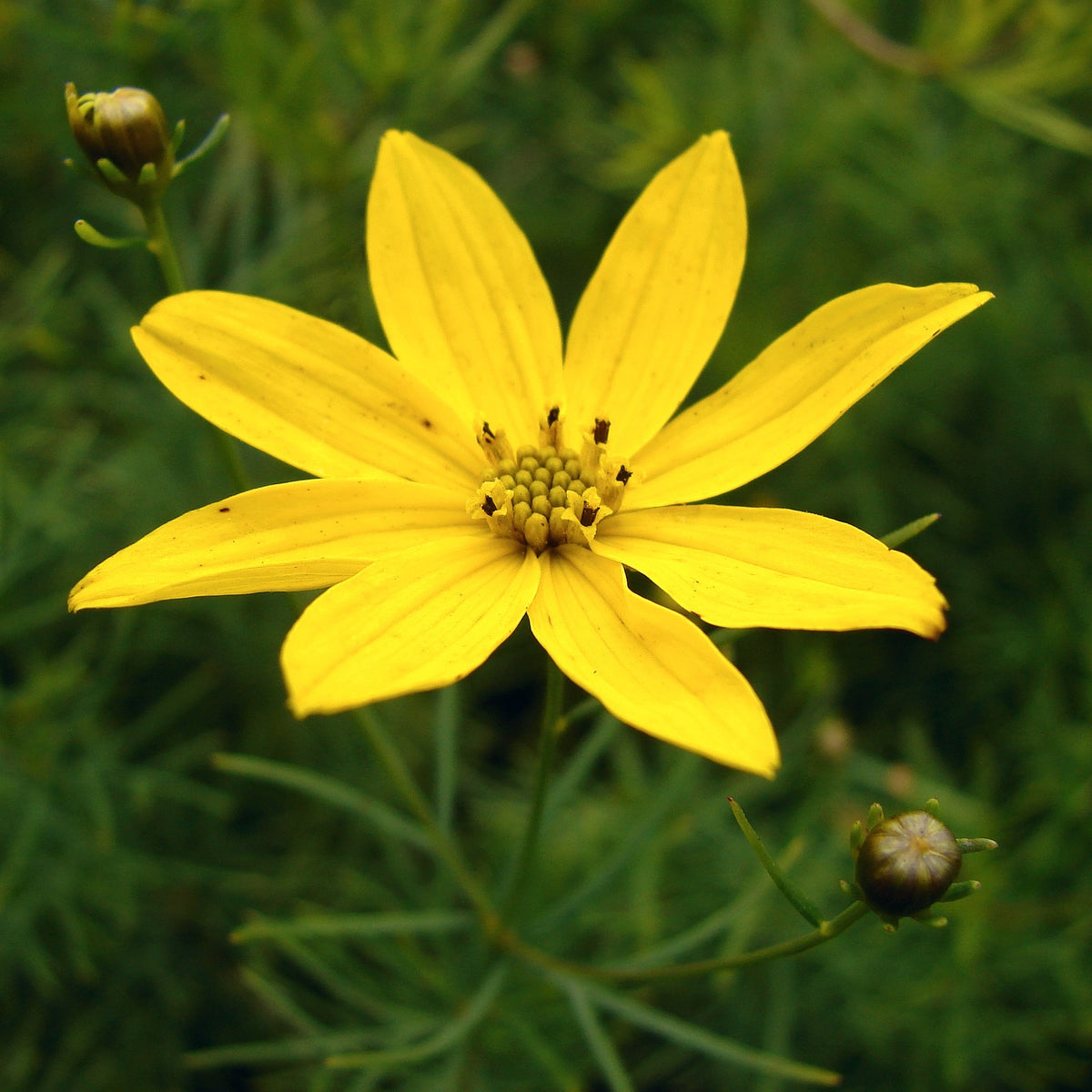 Sylvester Threadleaf Coreopsis (Tickseed) – Southern Idaho Landscape Center