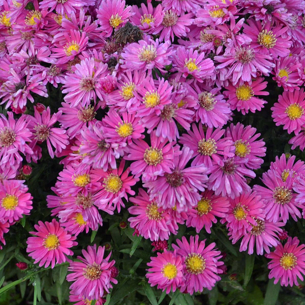 Kickin Carmine Red Aster – Southern Idaho Landscape Center