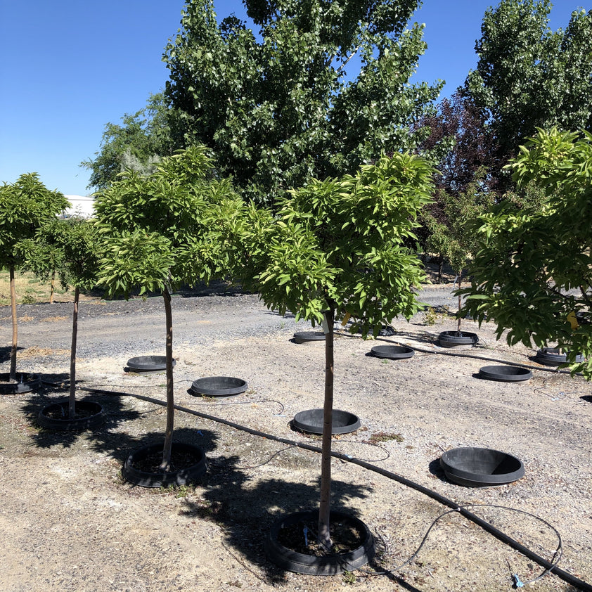 Cinderella Crabapple Tree – Southern Idaho Landscape Center