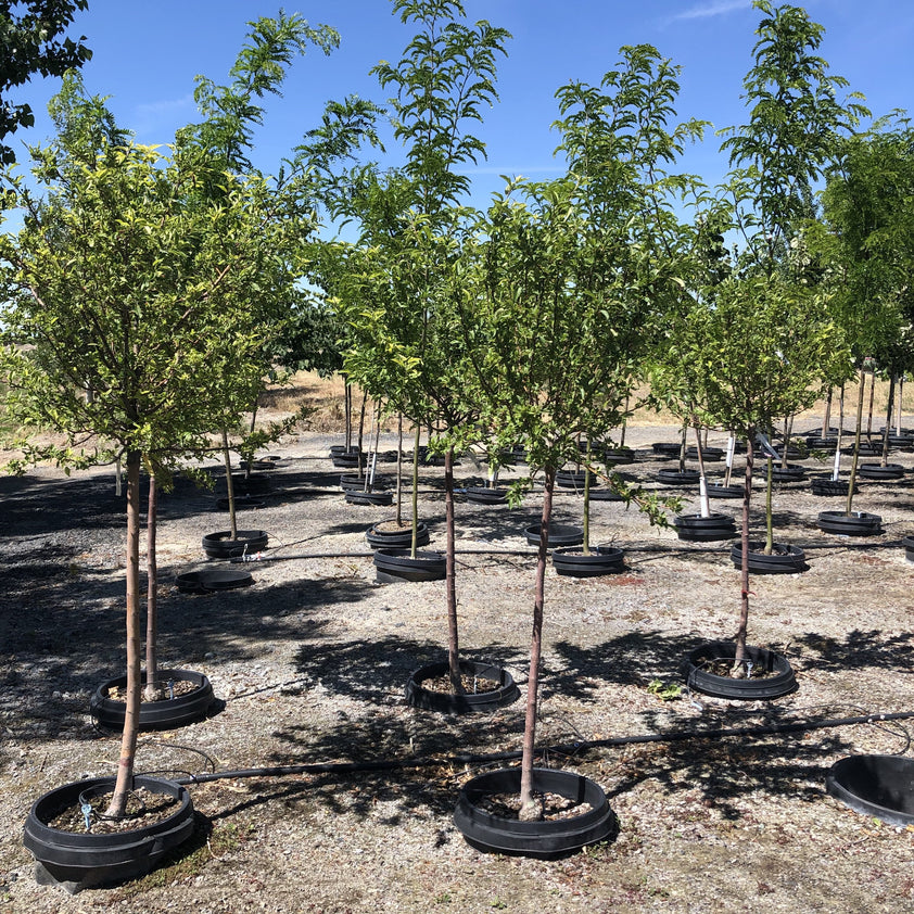 Lollipop Crabapple Tree – Southern Idaho Landscape Center
