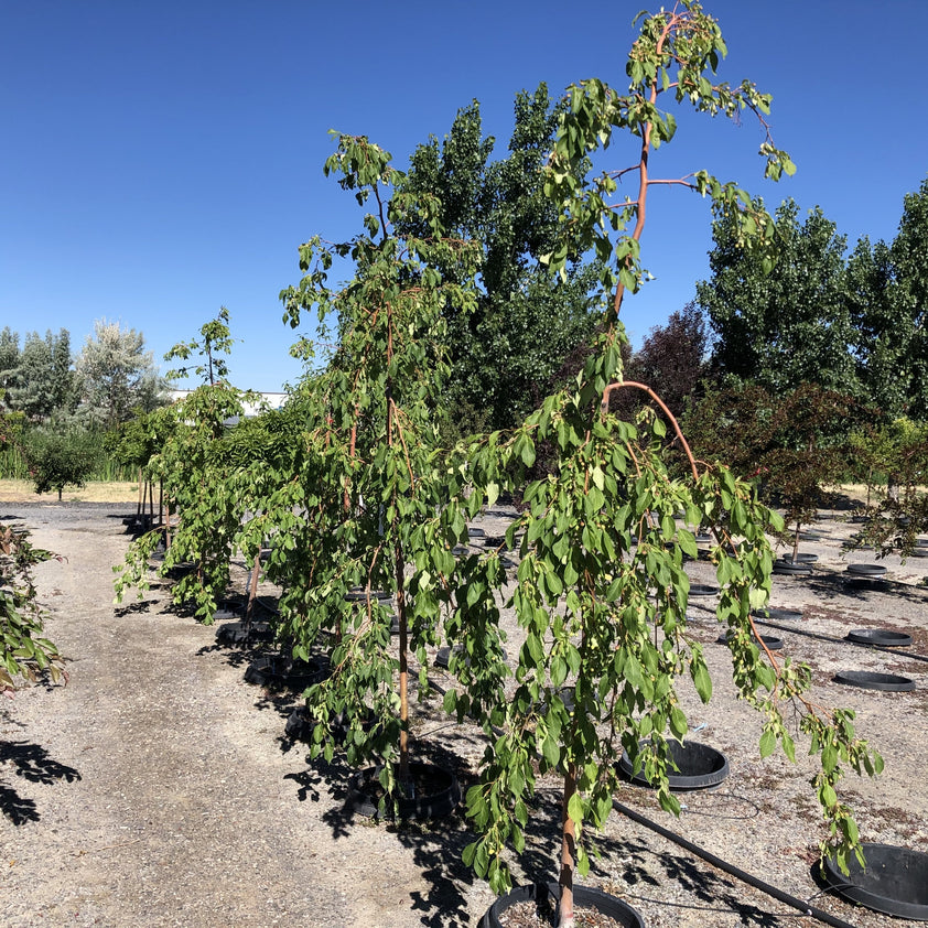 Red Jade Crabapple Tree – Southern Idaho Landscape Center