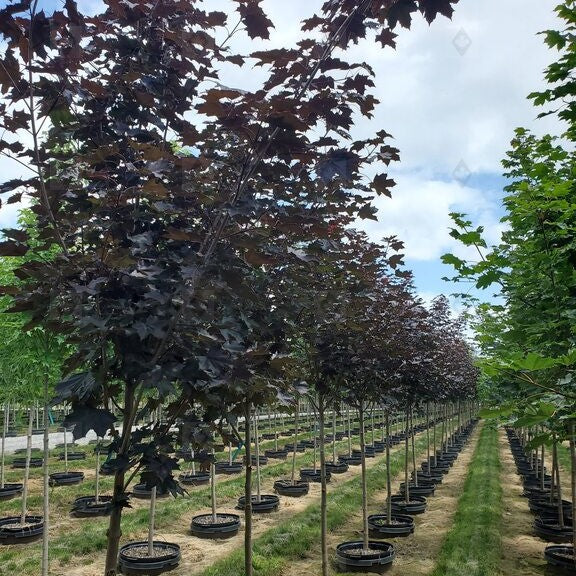 Crimson King Norway Maple Tree – Southern Idaho Landscape Center