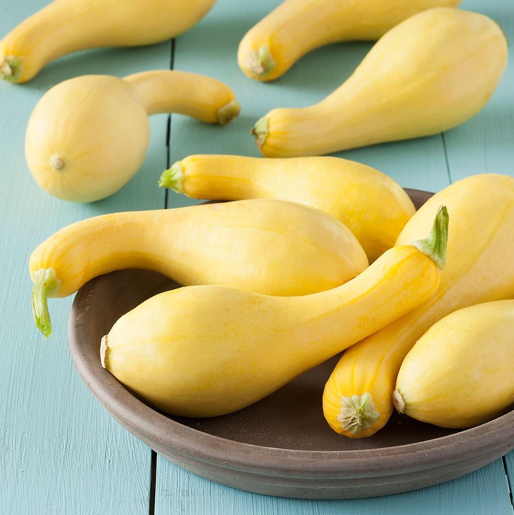 Crookneck Squash (Garden Starter Plant) – Southern Idaho Landscape Center