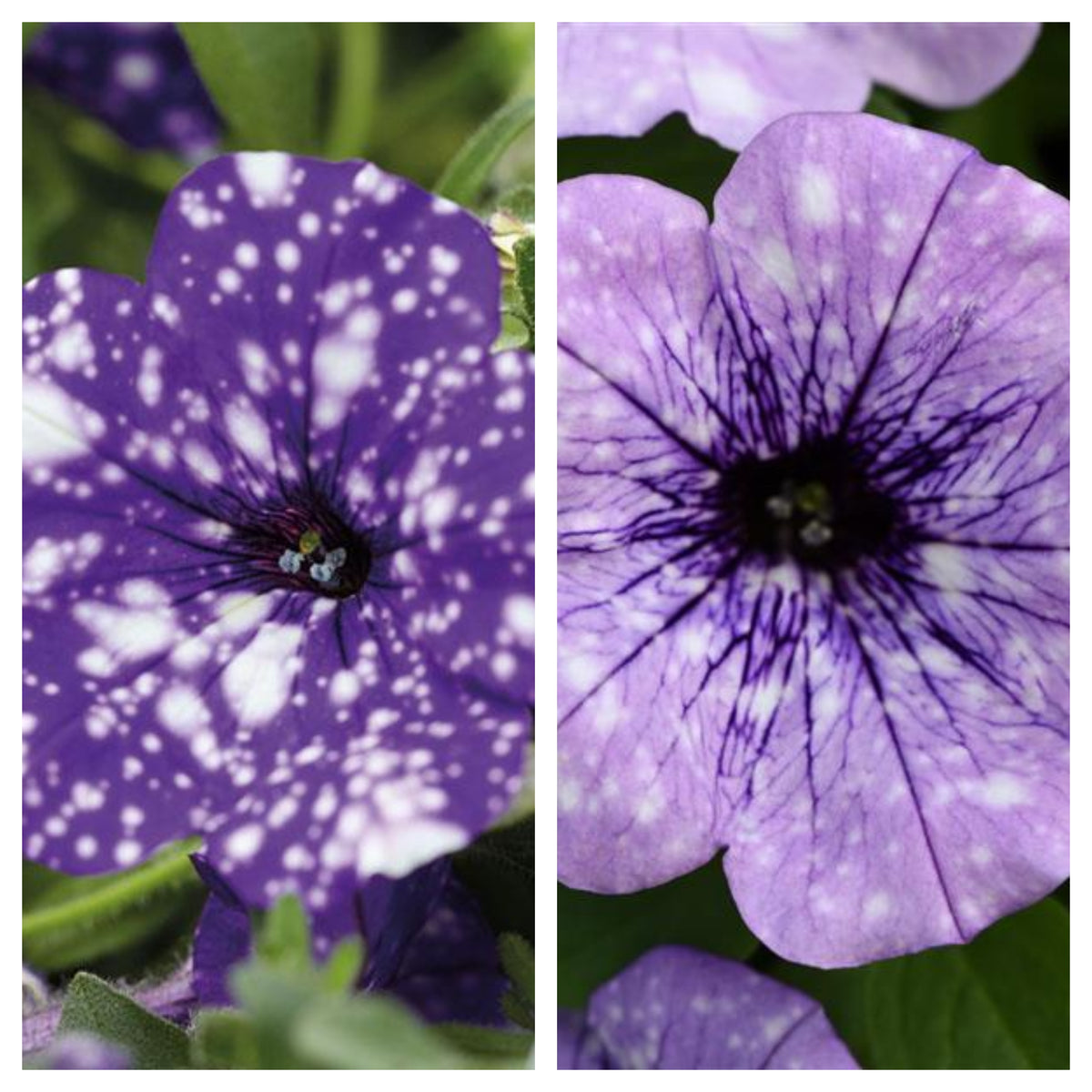 10" Night and Crystal Sky Petunia Hanging Baskets – Southern Idaho ...