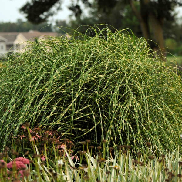 Little Zebra Miscanthus (Dwarf Zebra Grass) – Southern Idaho Landscape ...