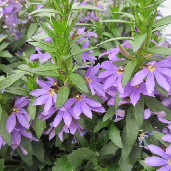 Bombay Dark Blue Scaevola (Fan Flower) – Southern Idaho Landscape Center