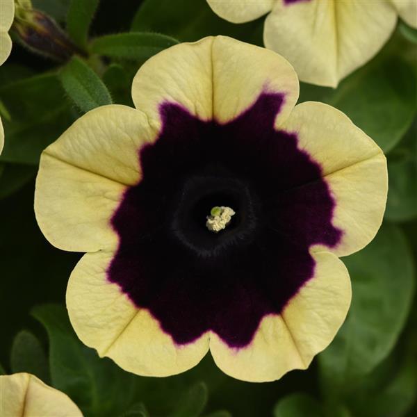 Headliner Dark Saturn Petunia – Southern Idaho Landscape Center