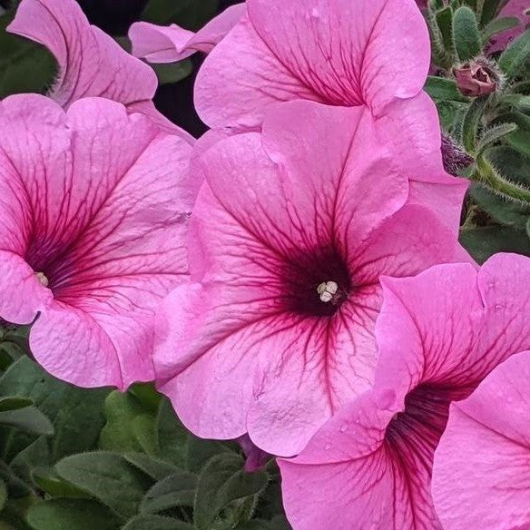 Durabloom Royal Pink Petunia – Southern Idaho Landscape Center