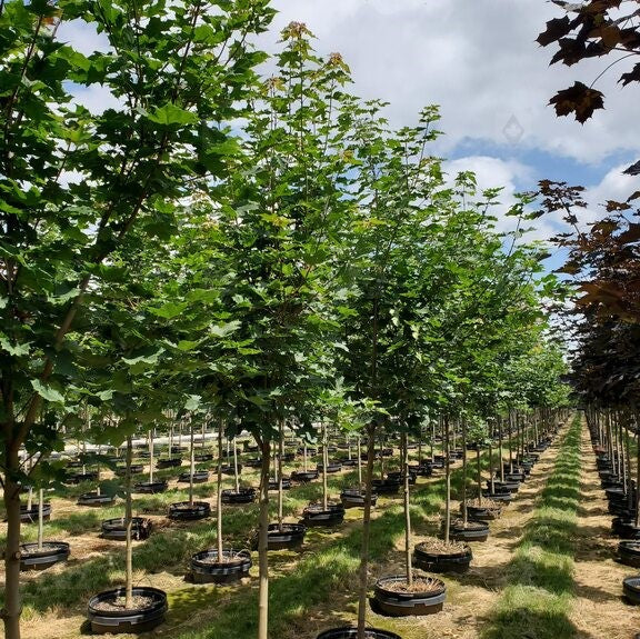 Deborah Norway Maple Tree – Southern Idaho Landscape Center