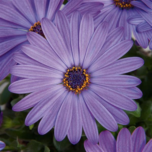 Zion Blue Denim Osteospermum (African Daisy) – Southern Idaho Landscape ...