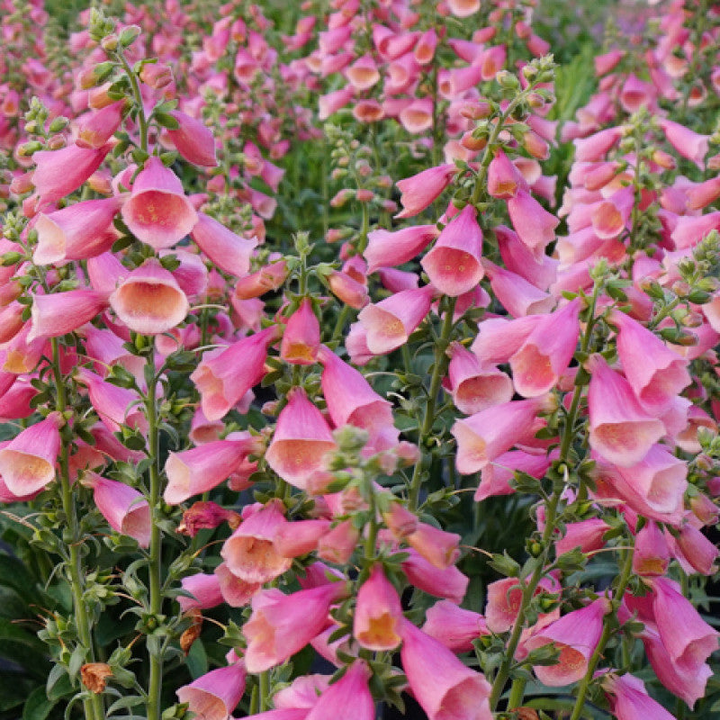 Arctic Fox Rose Digitalis (Foxglove) – Southern Idaho Landscape Center