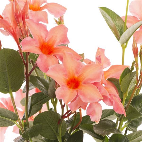 Mandevilla 'Jade Orange Coral' – Southern Idaho Landscape Center